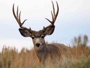 Gila County Hunting Unit 22 - Discover Gila County