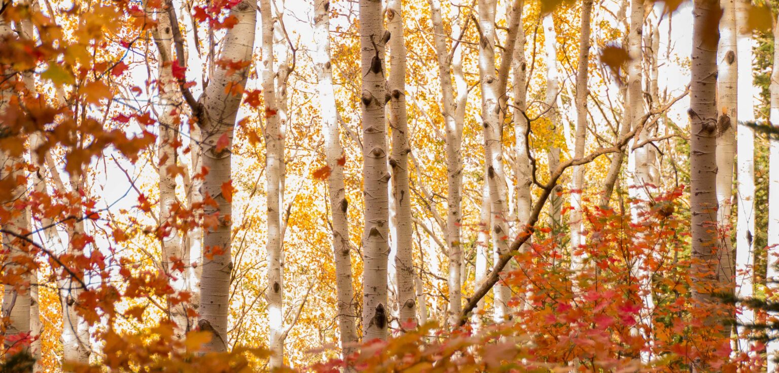 Regional Attractions - Discover Gila County